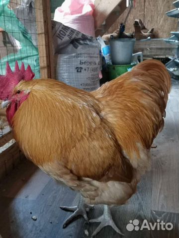 Роскошный петушок Полевого Орпингтона