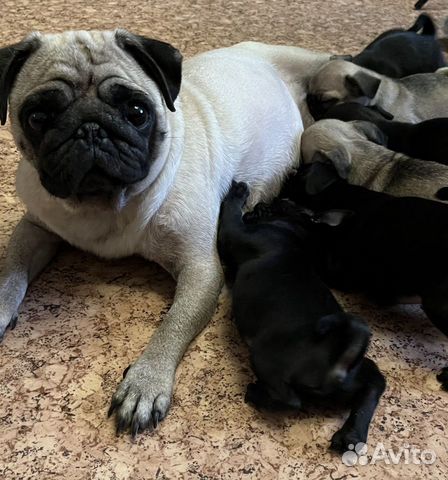 Щенки мопса
