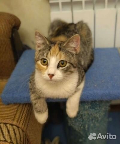 Разноцветная девочка ищет маму