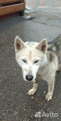 Хаски кобель, возможно с другого региона