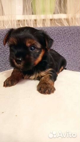 Йоркширский терьер