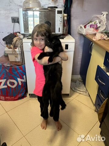 Отдадим прекрасного кота в добрые руки