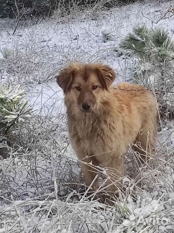 Собака редкой красоты и ума)