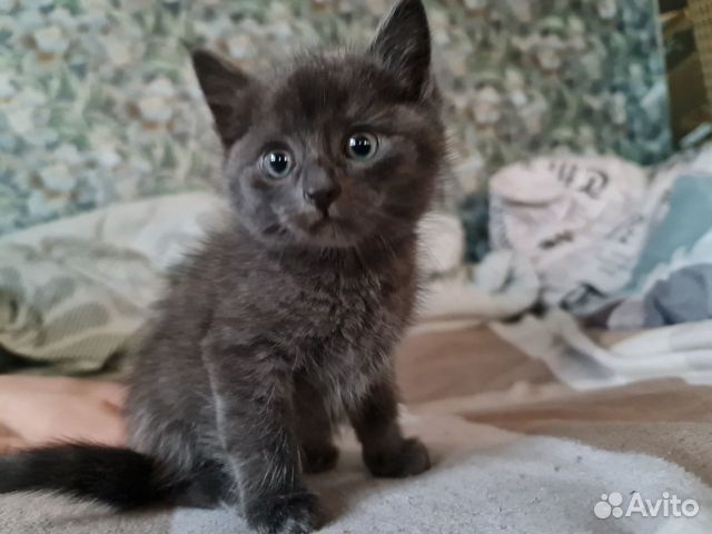 Британский котёнок