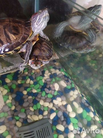 Красноухая черепаха