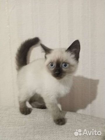 Британская кошка