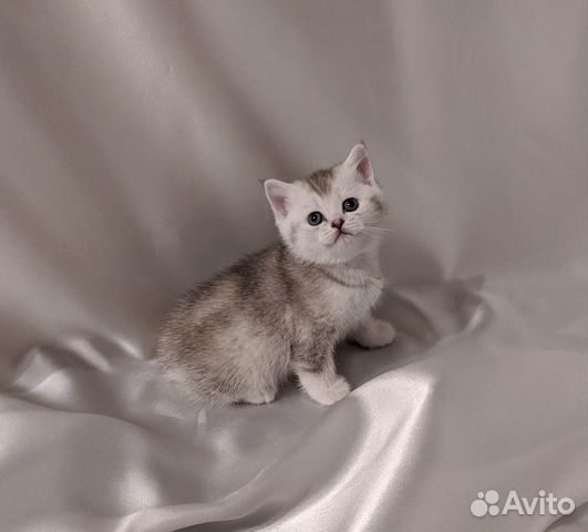 Британский котёнок