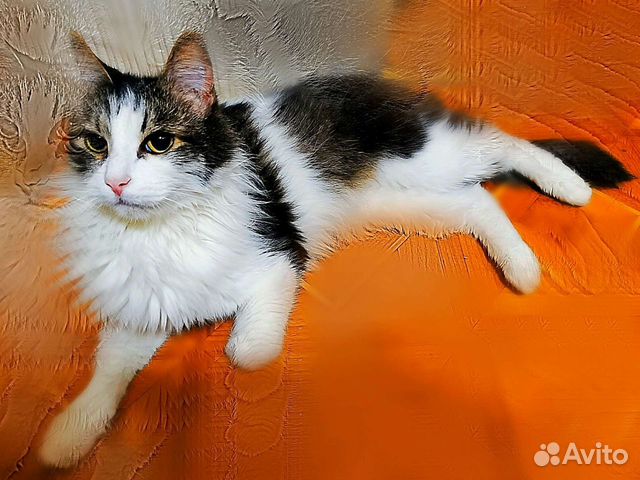 Кот Мурзик в добрые руки
