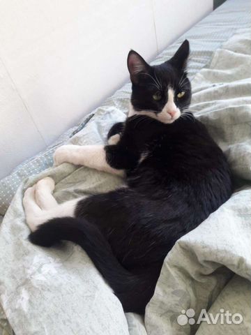 Котёнок, который любит читать