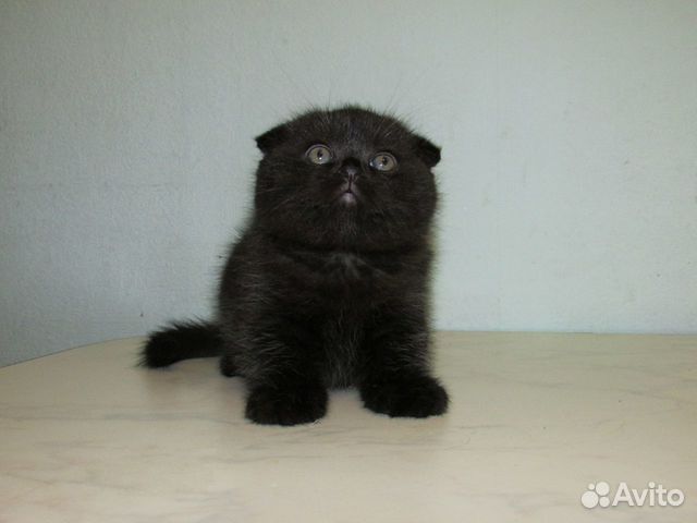 Скотиш фолд котята