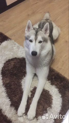 Сибирский хаски вязка