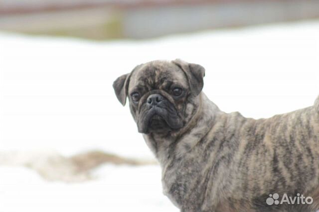 Мальчик мопс