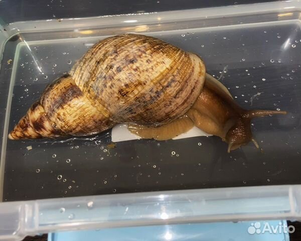 Улитка ахатина ретикулята черноголовая