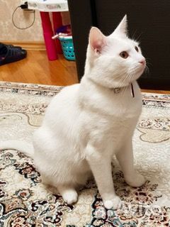 Белоснежное Чудо - котик Снежок в Дар)