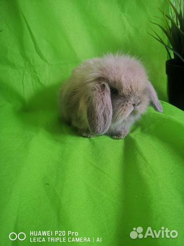 Кролик Львиноголовый минилоп