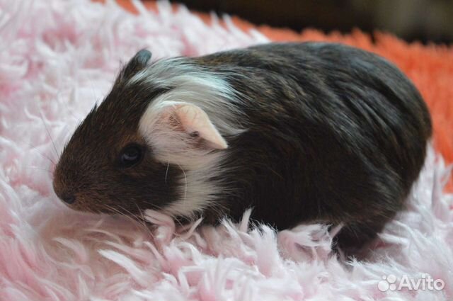 Морская свинка