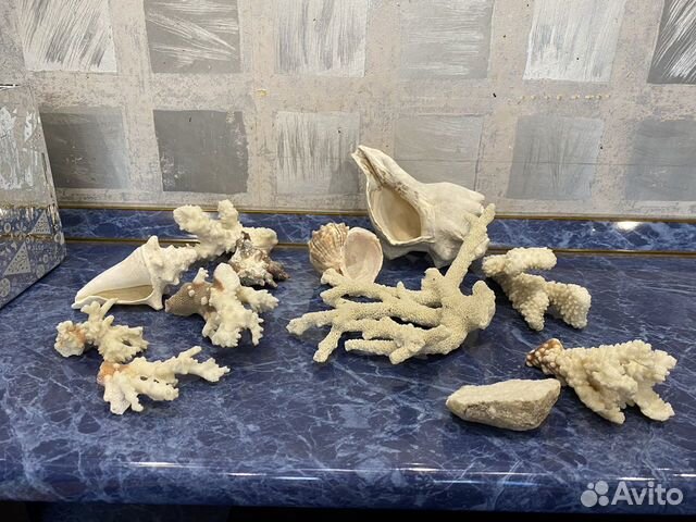 Кораллы и ракушки