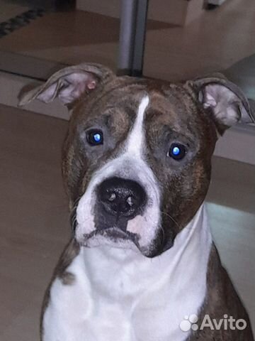 Стаффордширский терьер