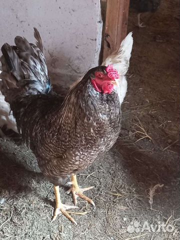 Петух породы Пушкинская возраст 1 год продается