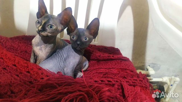 Канадский сфинкс котенок