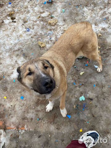 Нюша ищет дом