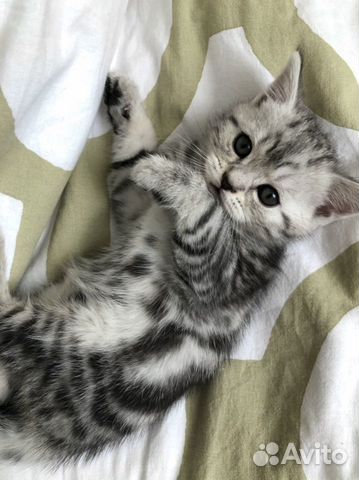 Шотландский котенок мальчик