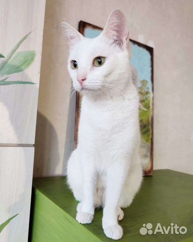 Белая красавица