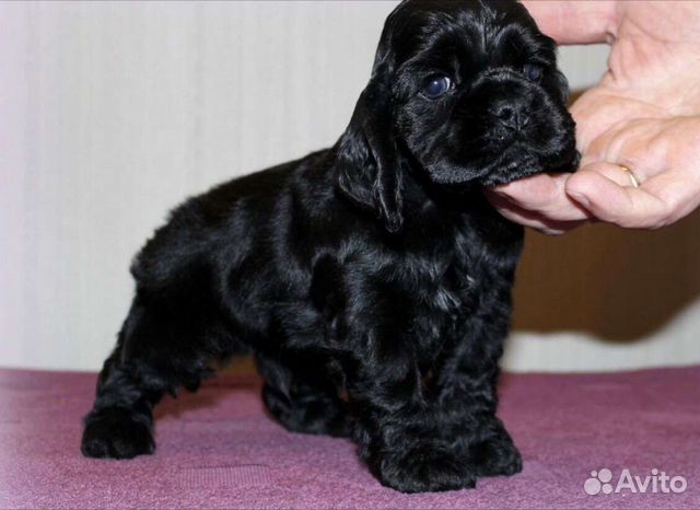 Американский Кокер Спаниель