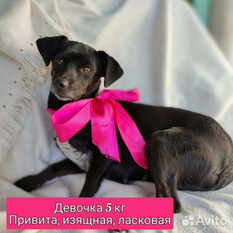 Маленькая собака