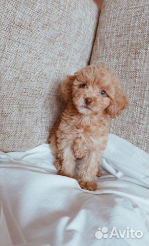 Щенки мальтипу