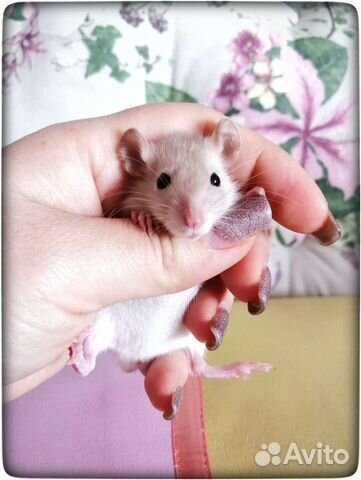 Крысята крыски рекс