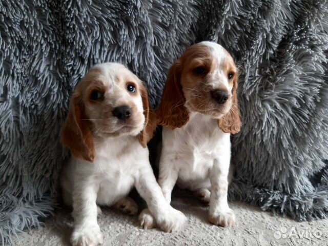 Щенки русского спаниеля