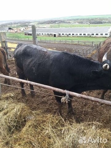 Бычки на откорме