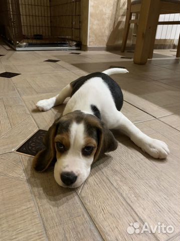 Щенок бигль