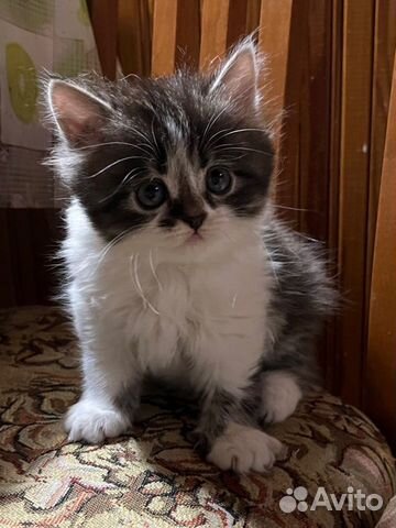 Котенок, кошечка, 1.5 месяца