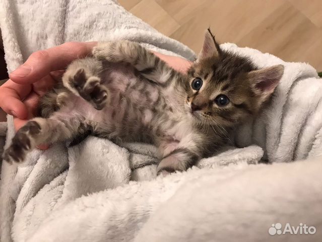 Котенок мальчик. Максимус. Ищем дом