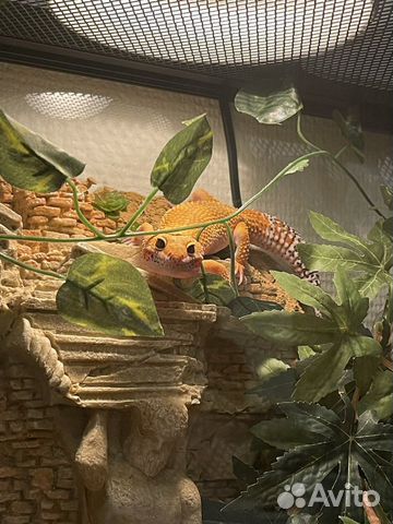 Спаривание эублефар