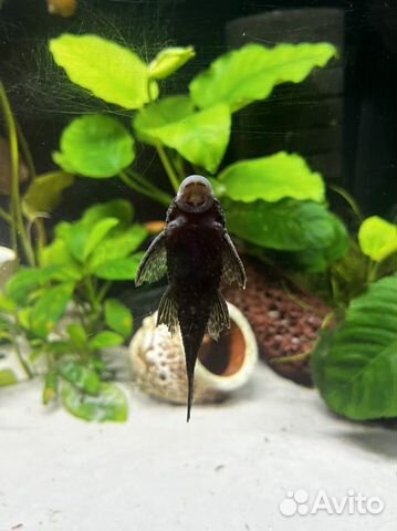 Пара сомов и водоросли