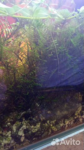 Аквариумные растения после прополки