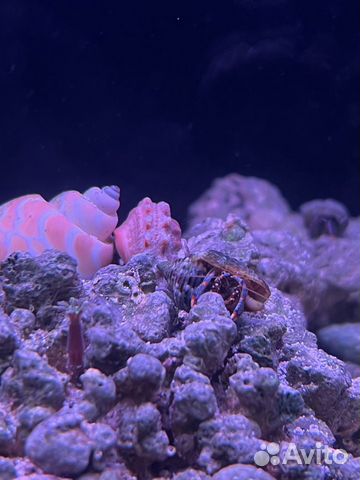 Продам раков отшельников