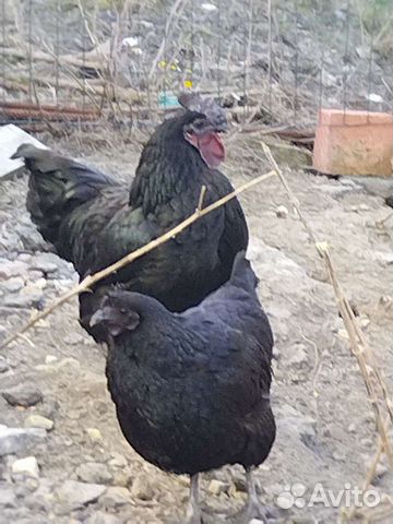 Семья ухейилюй