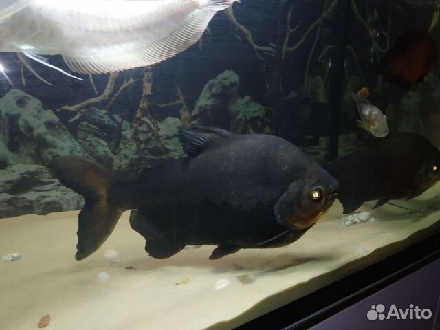 Черный Паку