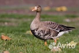 Гусь подсадной