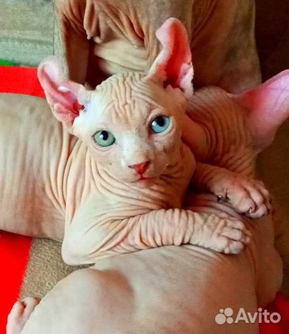 Канадский сфинкс эльф котенок