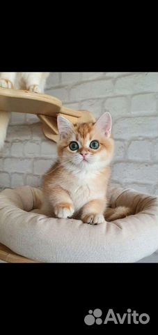 Кошка золотая шиншилла