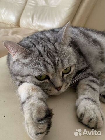 Британская кошка