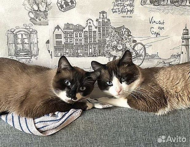 Котики бесплатно в добрые руки