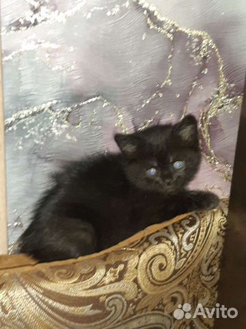 Британская кошечка