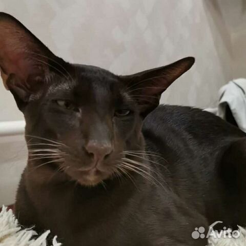 Шикарные котята ориентальчики документы