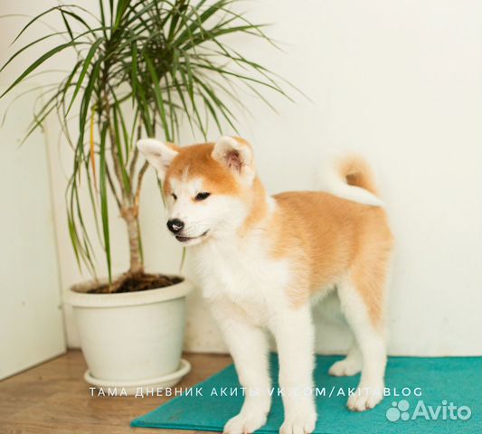 Возможно Ваш Хатико ждет именно Вас Щенки Акита